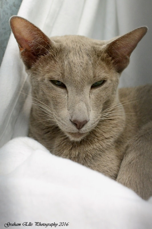 Lilac Point Siamese and Oriental Pictures 2016