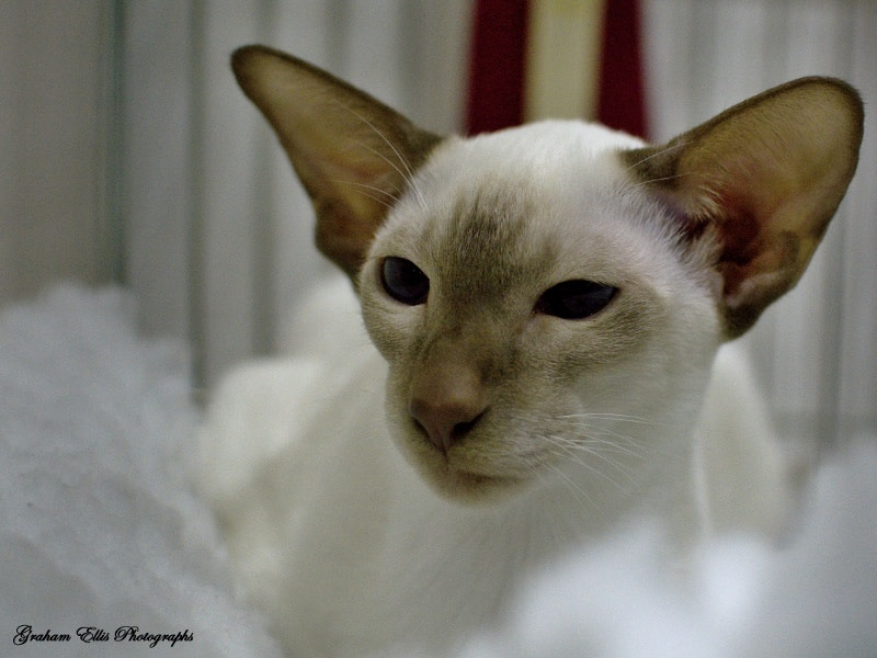 Manchester Siamese and Oriental Pictures 2017