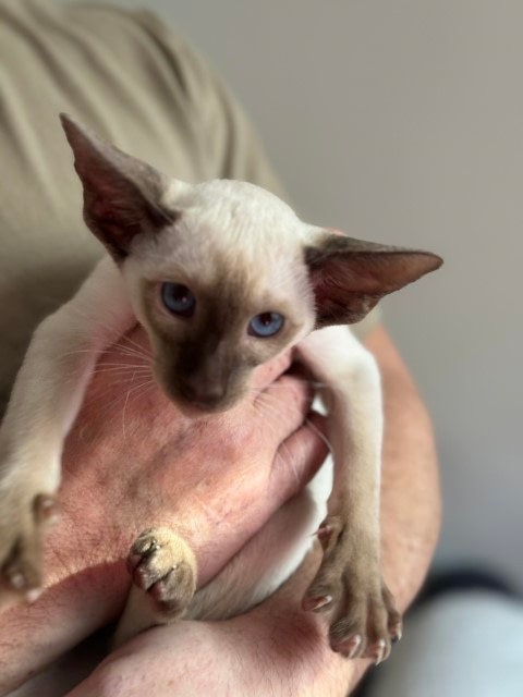 Siamese Kittens For Sale at Burnthwaites Siamese