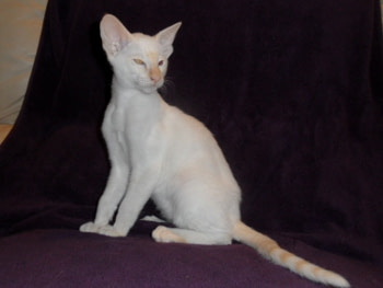 Progressive Retinal Atrophy - Siamese Cats and Kittens