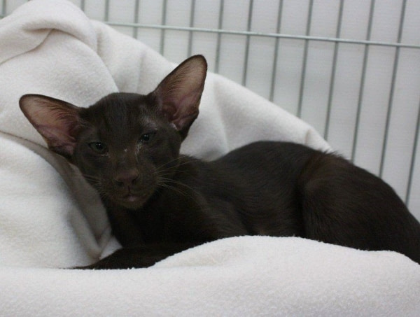 Croydon Siamese Pictures 2014 - Siamese Cat Breeder