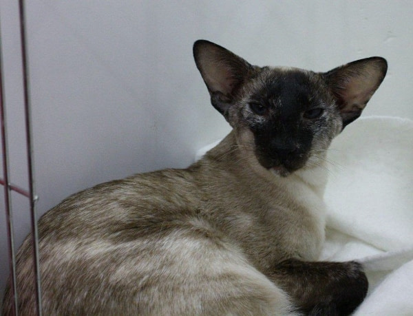 Croydon Siamese Pictures 2014 - Siamese Cat Breeder