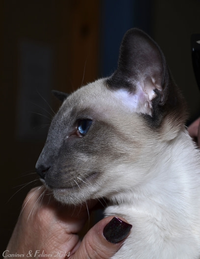 Red & Tortie Point Siamese and Oriental Pictures 2014 - Siamese Cat Breeder
