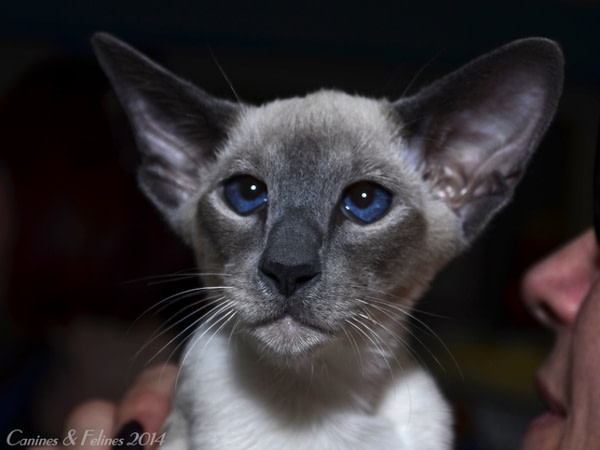 Red & Tortie Point Siamese and Oriental Pictures 2014 - Siamese Cat Breeder