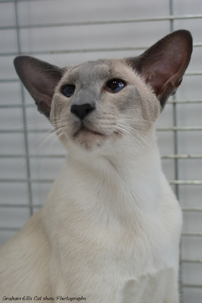 Siamese Cat Club Siamese and Oriental Pictures 2014 - Siamese Cat Breeder