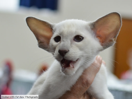 Siamese Cat Club Siamese and Oriental Pictures 2014 - Siamese Cat Breeder