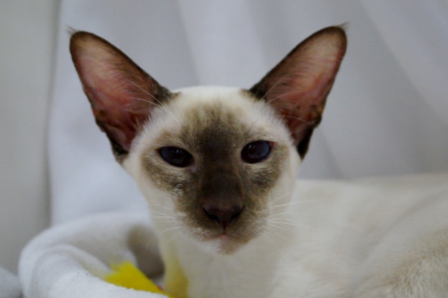 Lancashire Siamese and Oriental Photos 2015