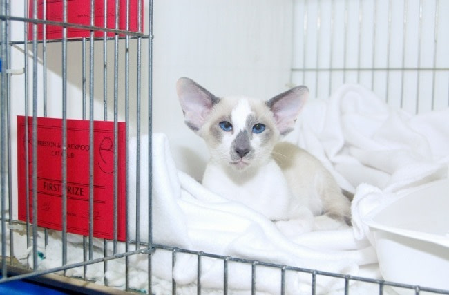 Preston & Blackpool Siamese and Oriental Photos 2016 - Siamese Cat Breeder